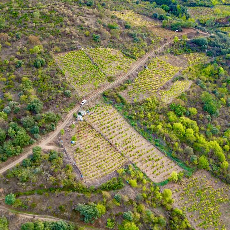 Bodega Pago de los Abuelos | Vinos del Bierzo | Nacho Álvarez – Nacho ...
